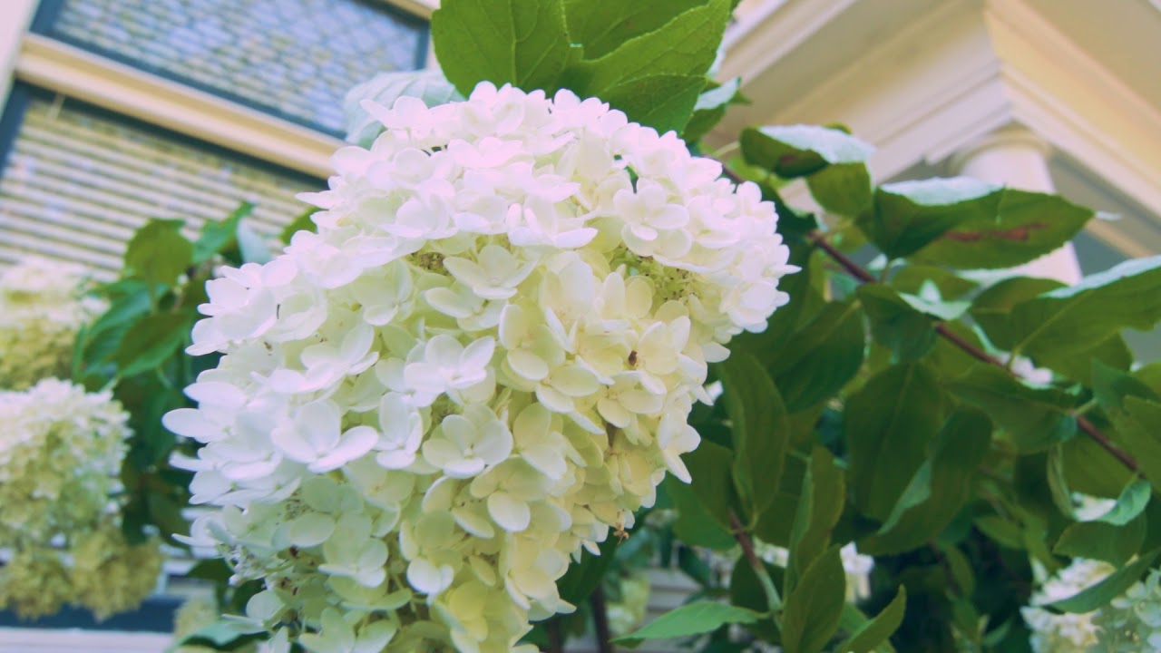 Pee Gee Hydrangea