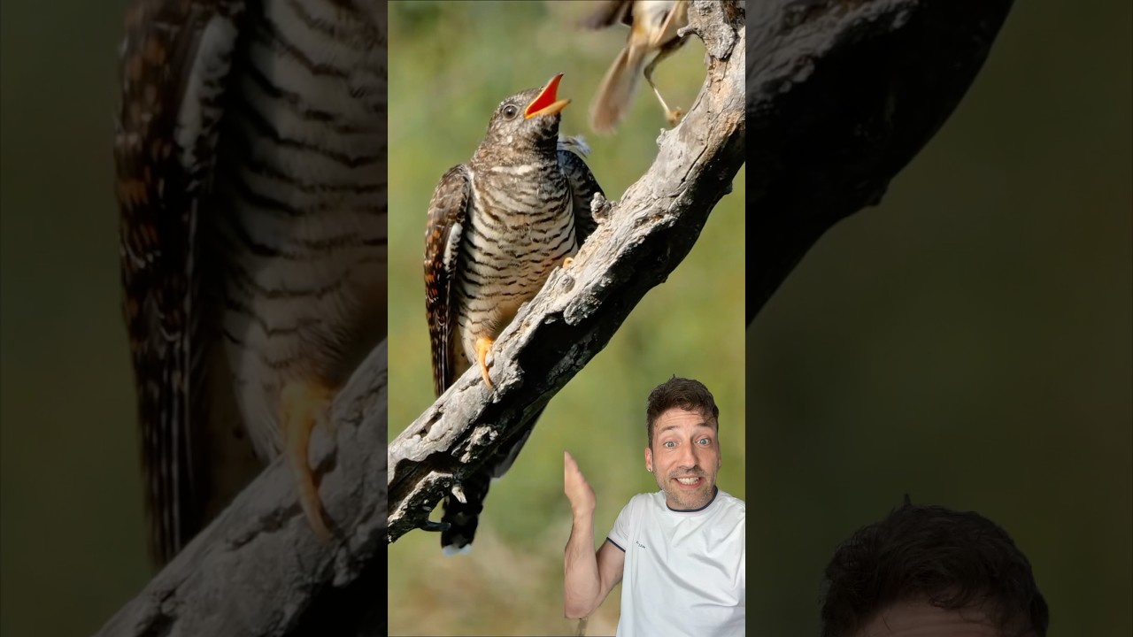 The Cuckoo is a MONSTER