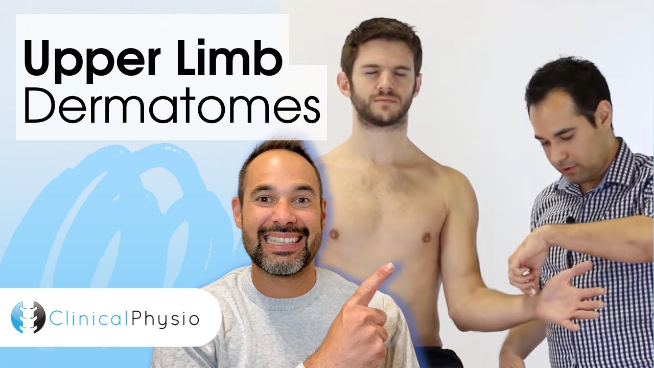 Upper Limb Dermatomes | Clinical Physio