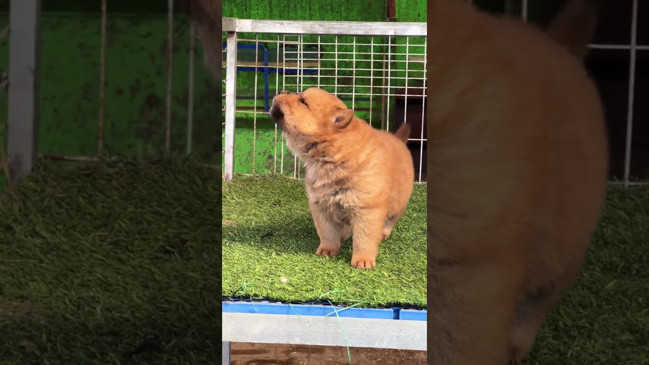 A chubby little cutie with tiny ears and a goofy smile #DaHuang #Dog #ChineseNativeDog 1777890364374