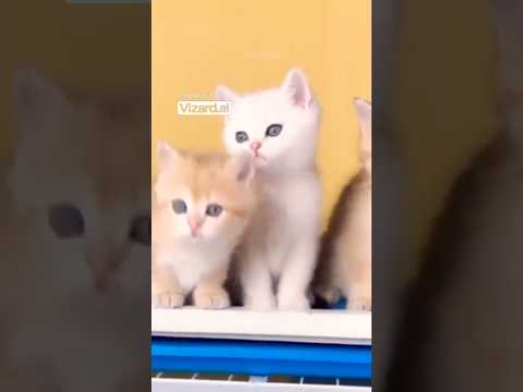 funny pet names