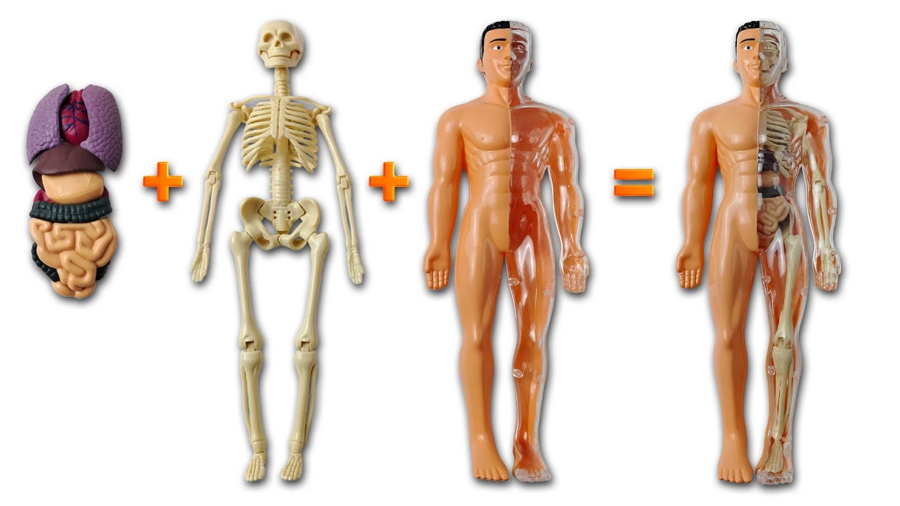 Bones, Skeleton & Internal Organs with Toy Figures | Learn Human Body Parts for Kids 🧠💪