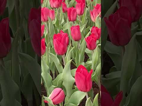 Red Tulip flowers🌷#beautiful #nature #shorts