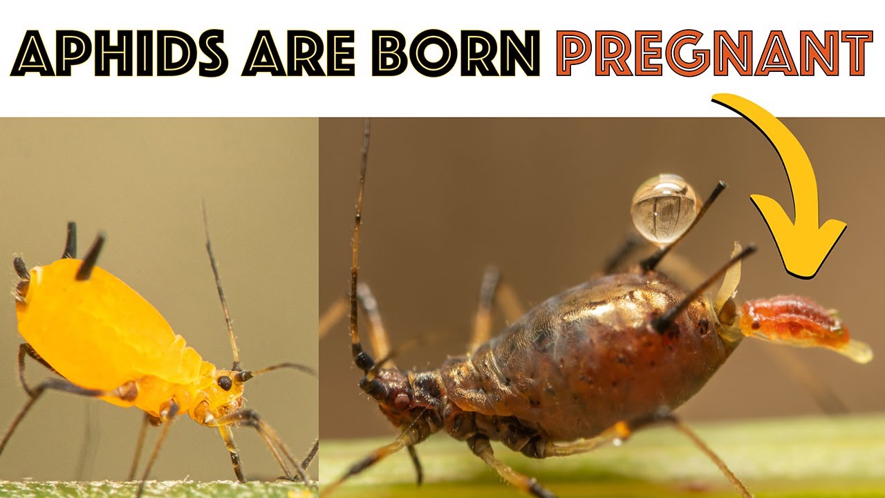 Aphids can CLONE themselves?! - Educational Macro [ Fascinating Facts ]