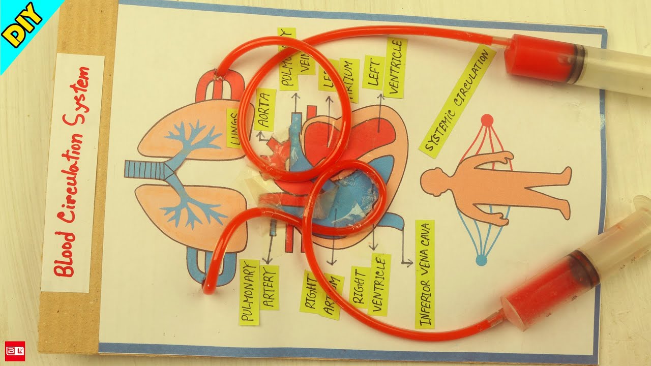 Blood Circulation Working Model School Project - Biology Project - DIY