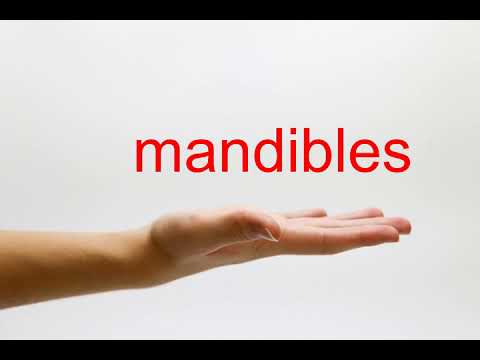 How to Pronounce mandibles - American English