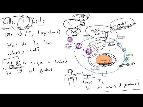 Killer T Cells