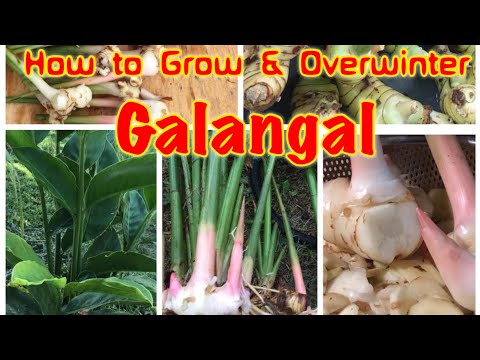 How to Grow & Overwinter Galangal in cold climate zone.