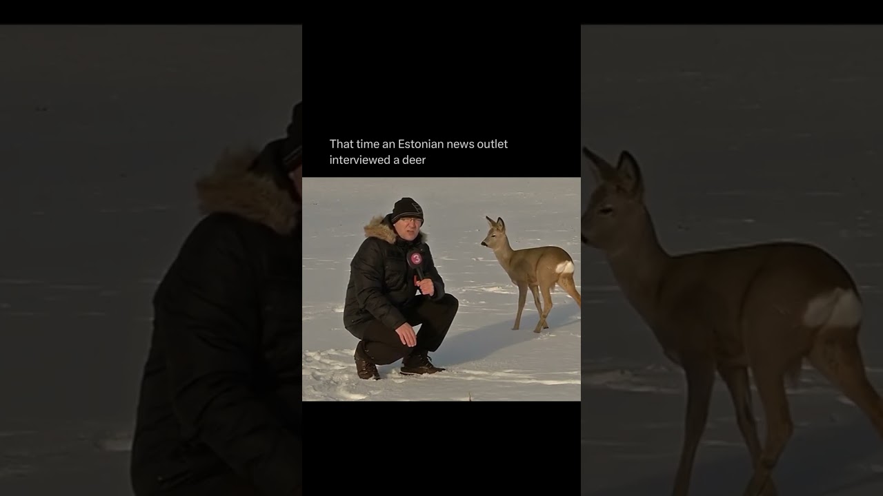 Interview with a deer🤣🤣 #dc #memes #funny #viral #fyp #shorts #cute