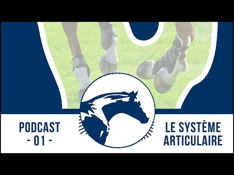 🎙 Podcast by Reverdy #1 | Articulations du cheval