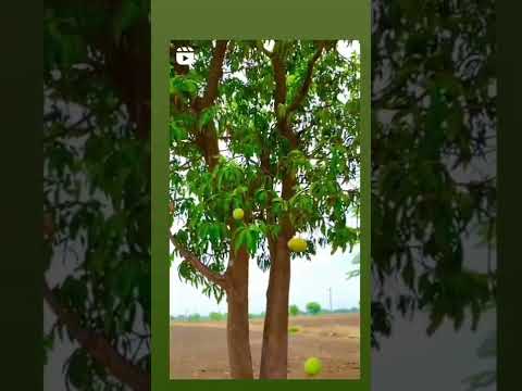 Drip mango falling viral