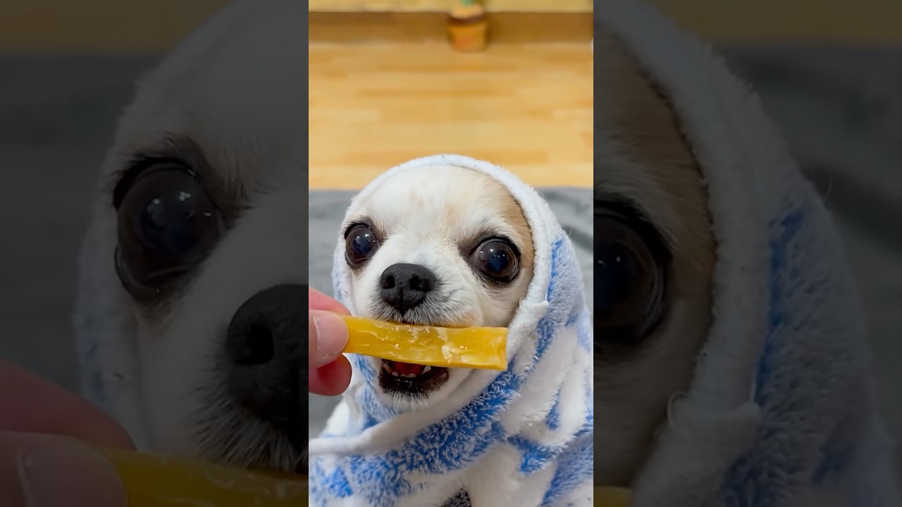 Wait for it… 🐶🔌 #shorts #chihuahua