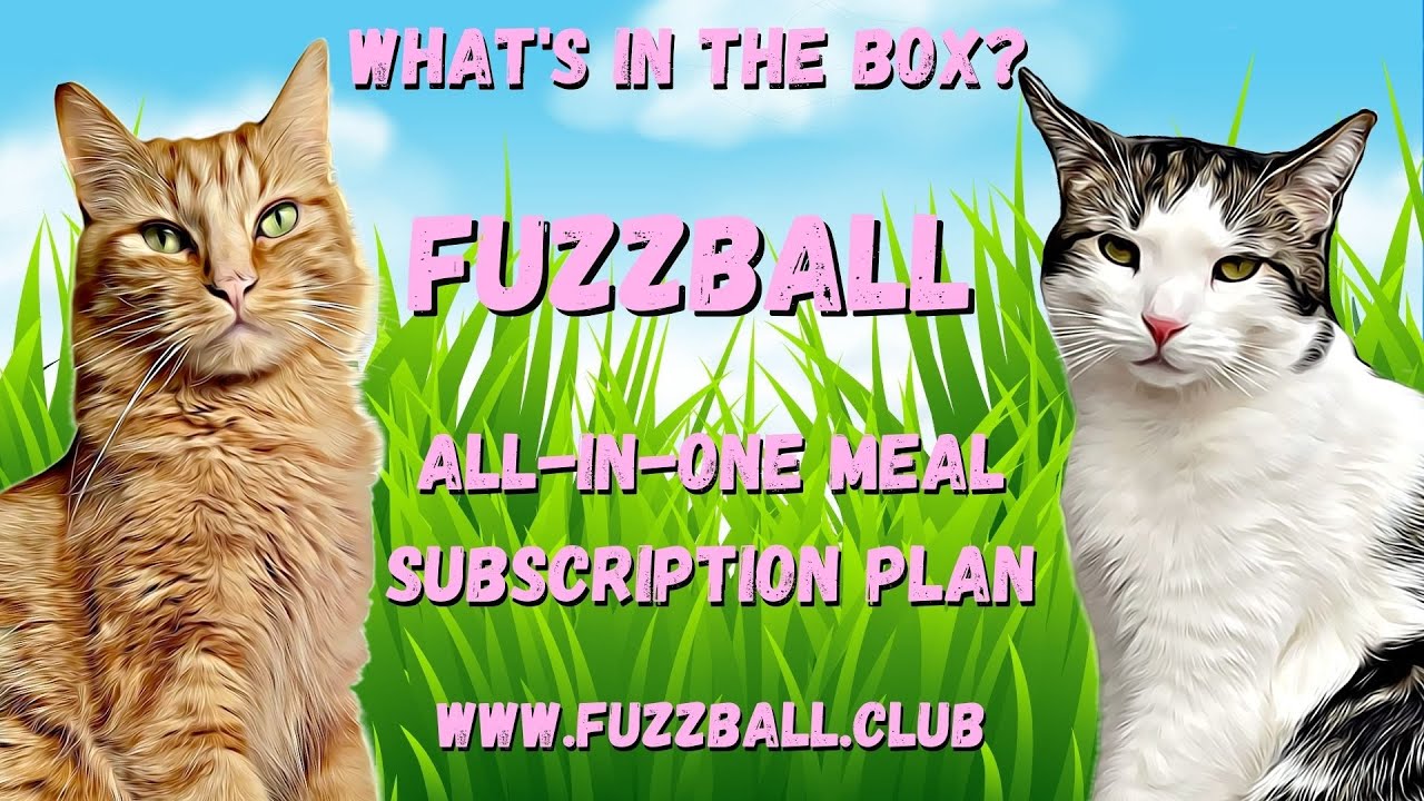 What's In The Box at BBHQ? Featuring The Fuzzball All-in-One Food Subscription Service for Cats