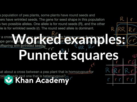 Worked examples: Punnett squares (video) | Khan Academy