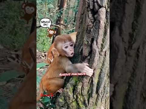 Baby Rhesus macaque call#mammals#monkey#animalsounds@mamatv8542.
