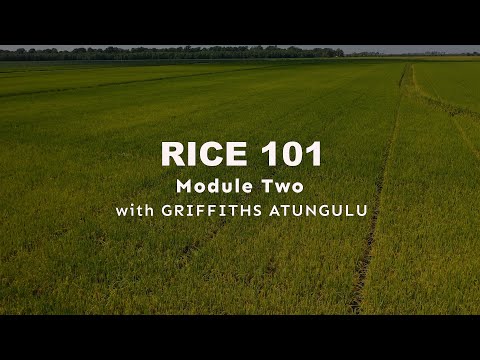 Rice 101: Module 2- Rice Drying