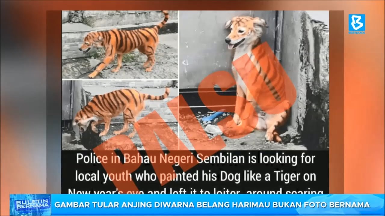 "It's not from us" - BERNAMA Debunks Viral Photo of Dog Which Was ...