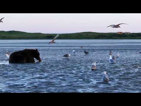 Volcano bay bear Viewing photography trips Experience Life on the edge TV show filmed in Aleutians