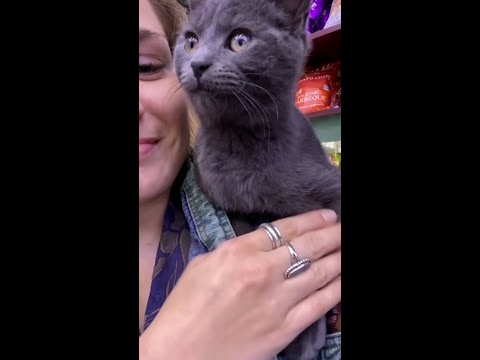 Bodega Cat KIDNAPPED in Brooklyn #shorts