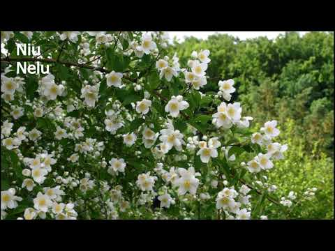 Iasomie, inmultire (Jasmine multiplication)
