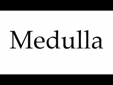 How to Pronounce Medulla
