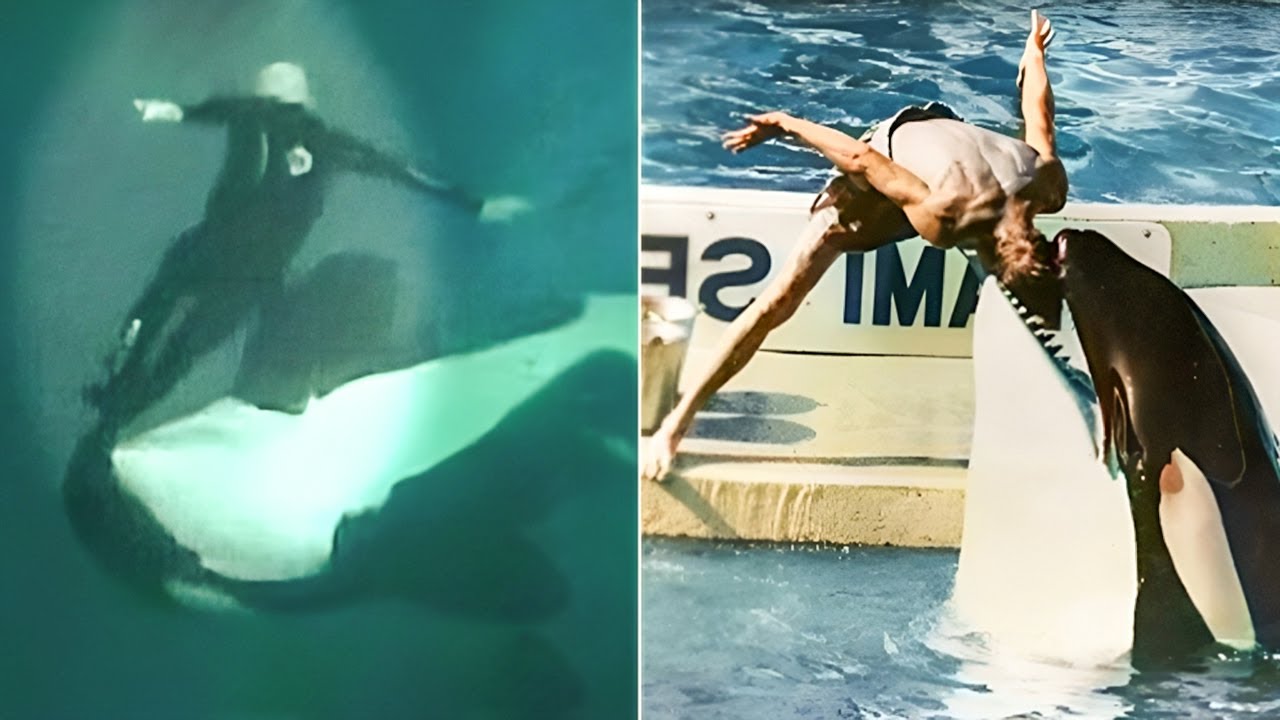 The Most Gruesome Orca Attacks EVER Recorded Marathon
