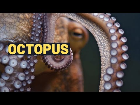 Discovering the Wonders of Octopus: Fun Facts and Adaptations for Kids | Blue Ringed Octopus