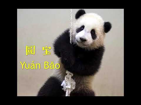 How to pronounce Yuan Bao in Chinese