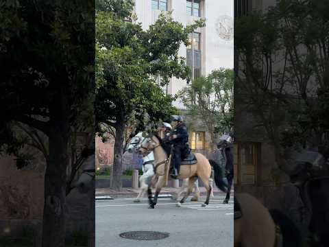 The Police Horses arrive in downtown LA