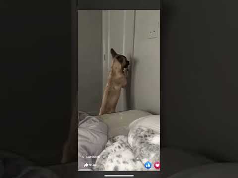 When your dog knows how to open doors🤣😭😅