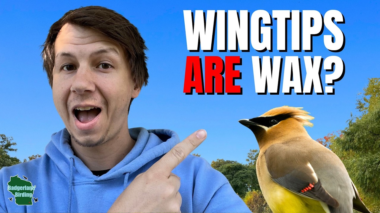 5 Things You Didn't Know About Cedar Waxwings!