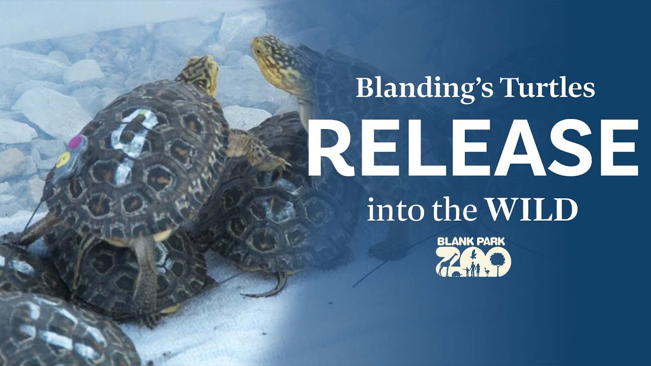 Blanding's Turtles Release