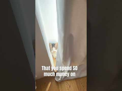 Literally the definition of my cats😅