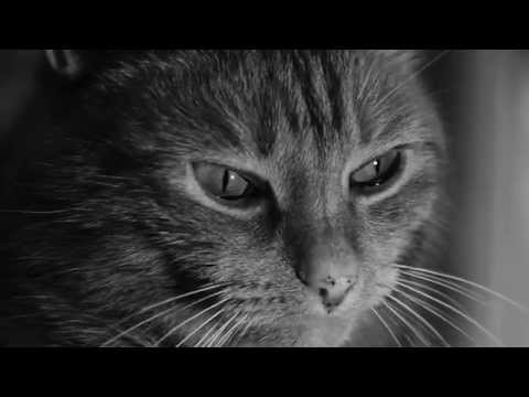 Cute Cat Black and White Video Short Film - Catisfaction