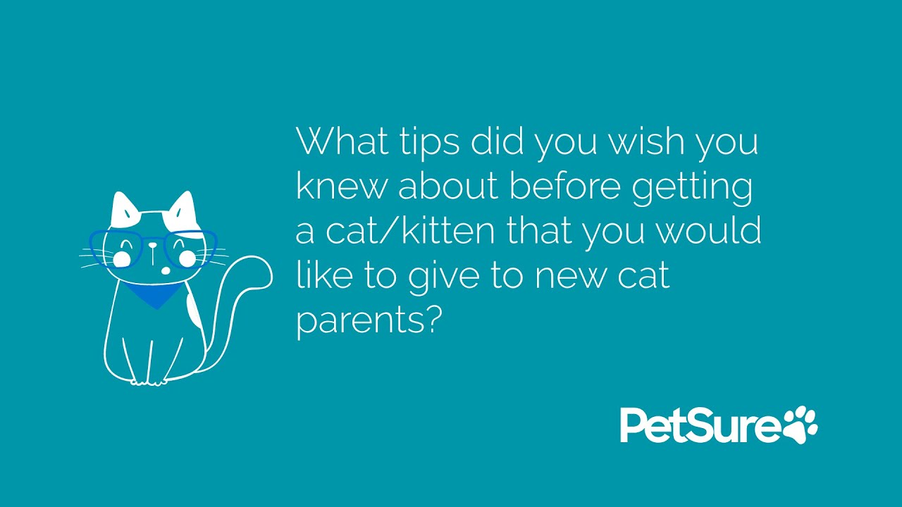 Essential tips for new cat parents - tips you wished you knew before getting a cat/kitten