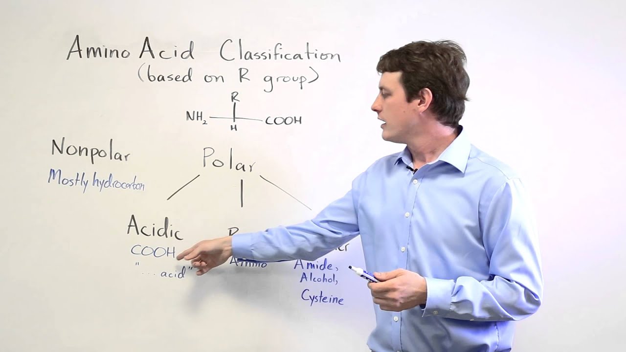 Amino Acids: Polar vs Non-Polar, Acidic, Basic, and Neutral