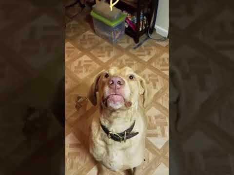 dog funny eating | Tik tok video| #short | gif video | meme
