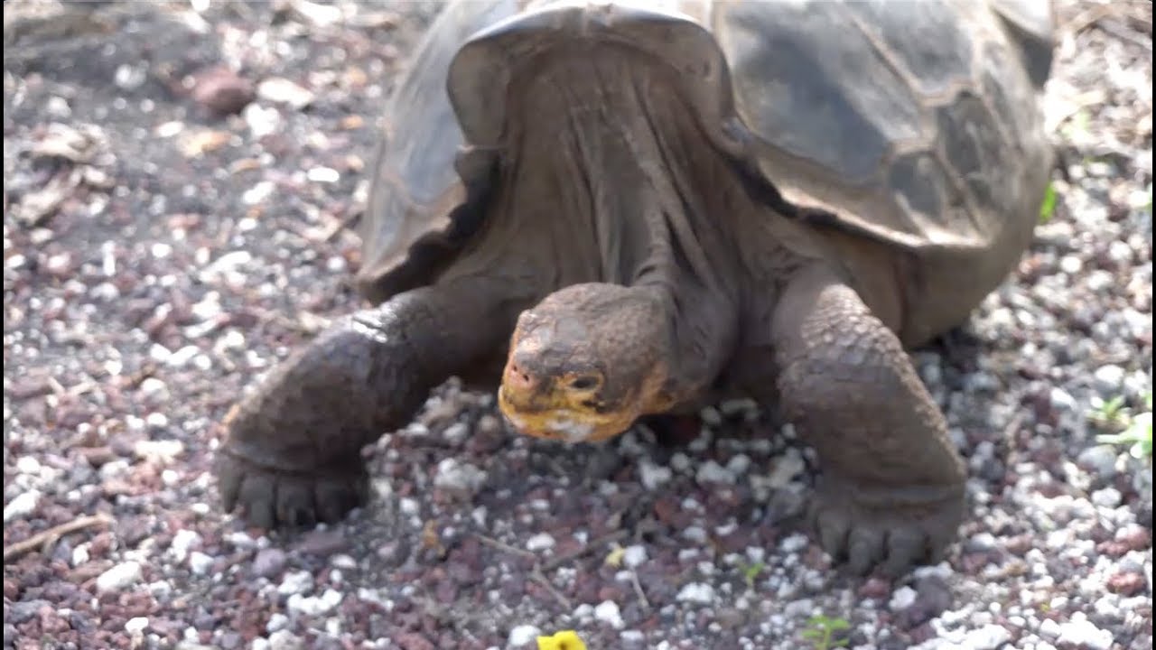 Discoveries in the Galápagos: A Longtime Partnership | California Academy of Sciences