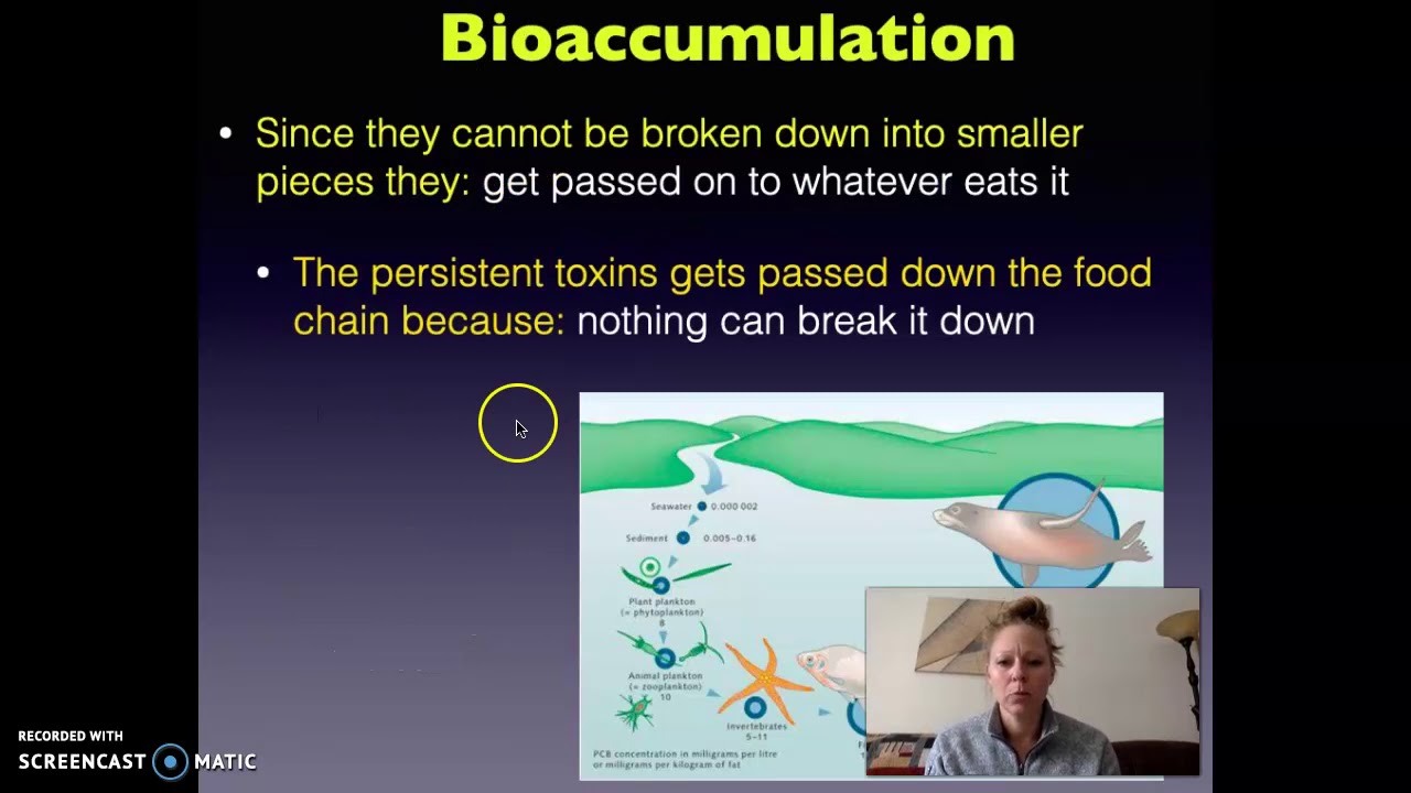 CP Bio: Bioaccumulation Notes