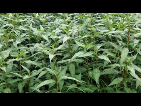 South Asian herb dubbed 'smart weed'