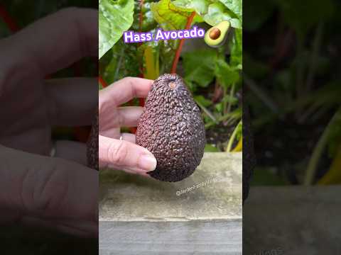 Hass Avocado 😱 #shorts #satisfying #fruit #garden #enjoy
