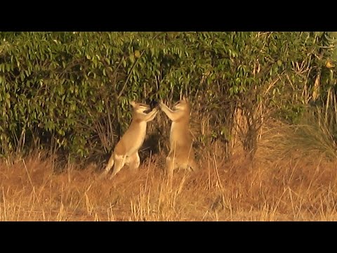 Kangaroo Kingdom: 5 Surprising Facts to Make You Go 'Wow!'