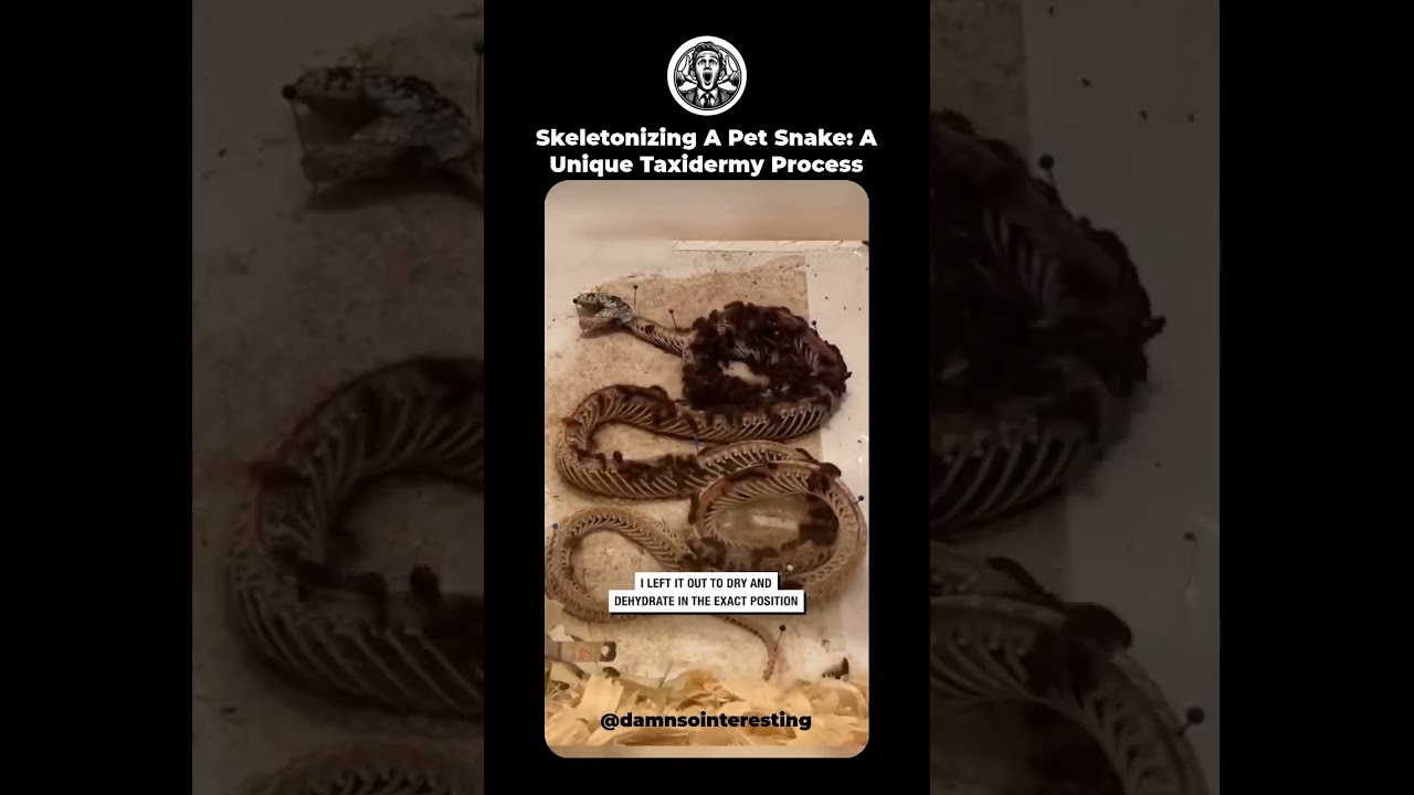 Skeletonizing A Pet Snake: A Unique Taxidermy Process