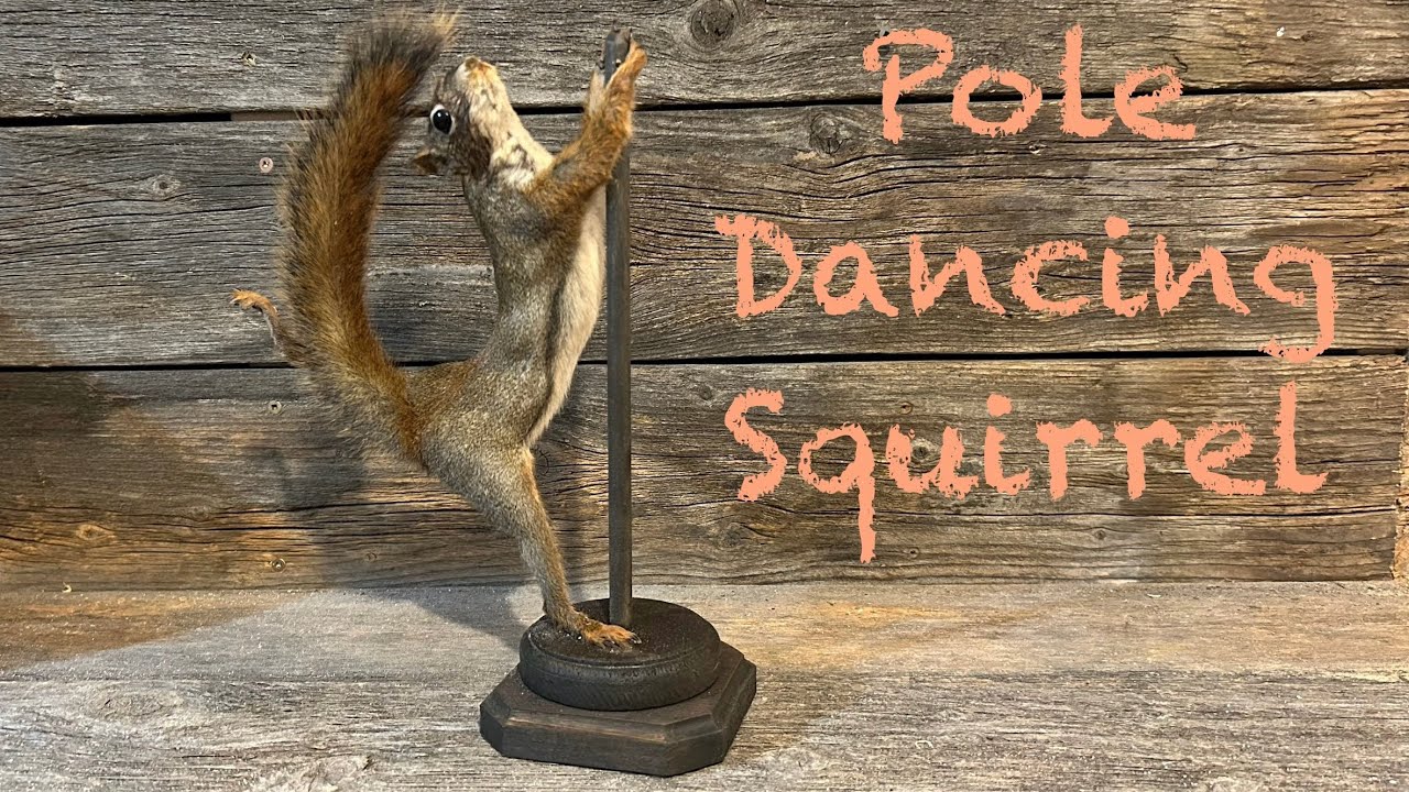How to Taxidermy a Pole Dancing Squirrel 