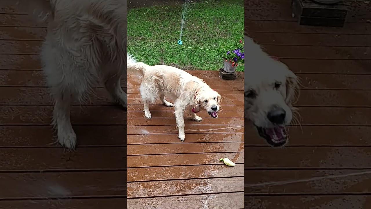 Oliver and the garden hose