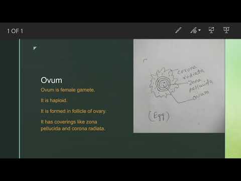 Gametes