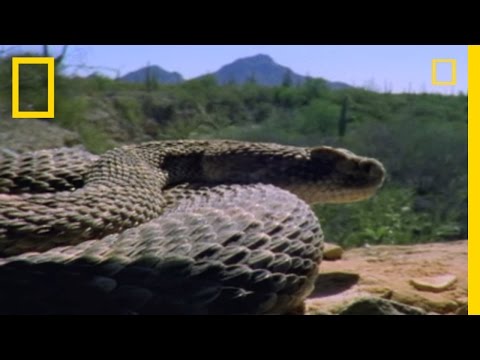Rattlesnake Love | National Geographic