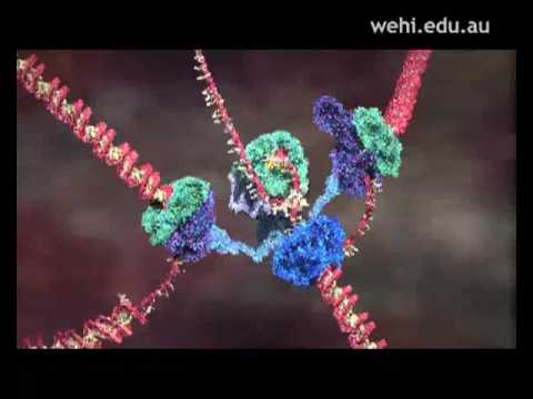 En el interior de la célula – Drew Berry | La Psico Rata