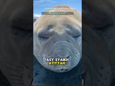 HALALKAH ANJING LAUT UNTUK DIMAKAN?