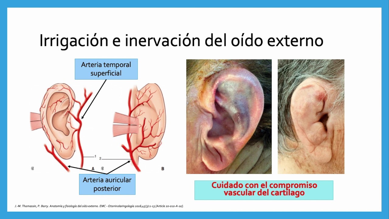 Anatomía del oído y el hueso temporal